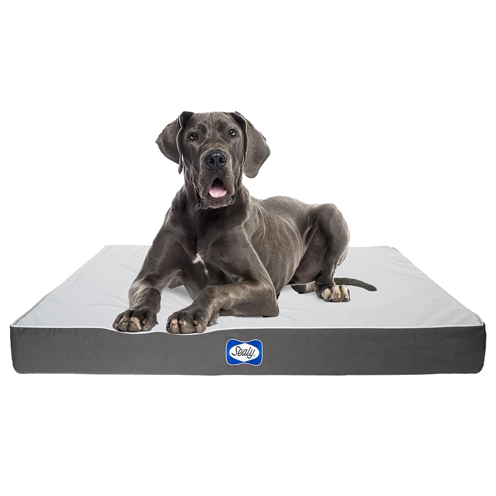 Sealy Defender Water Resistant Dog Bed | Pet Hero