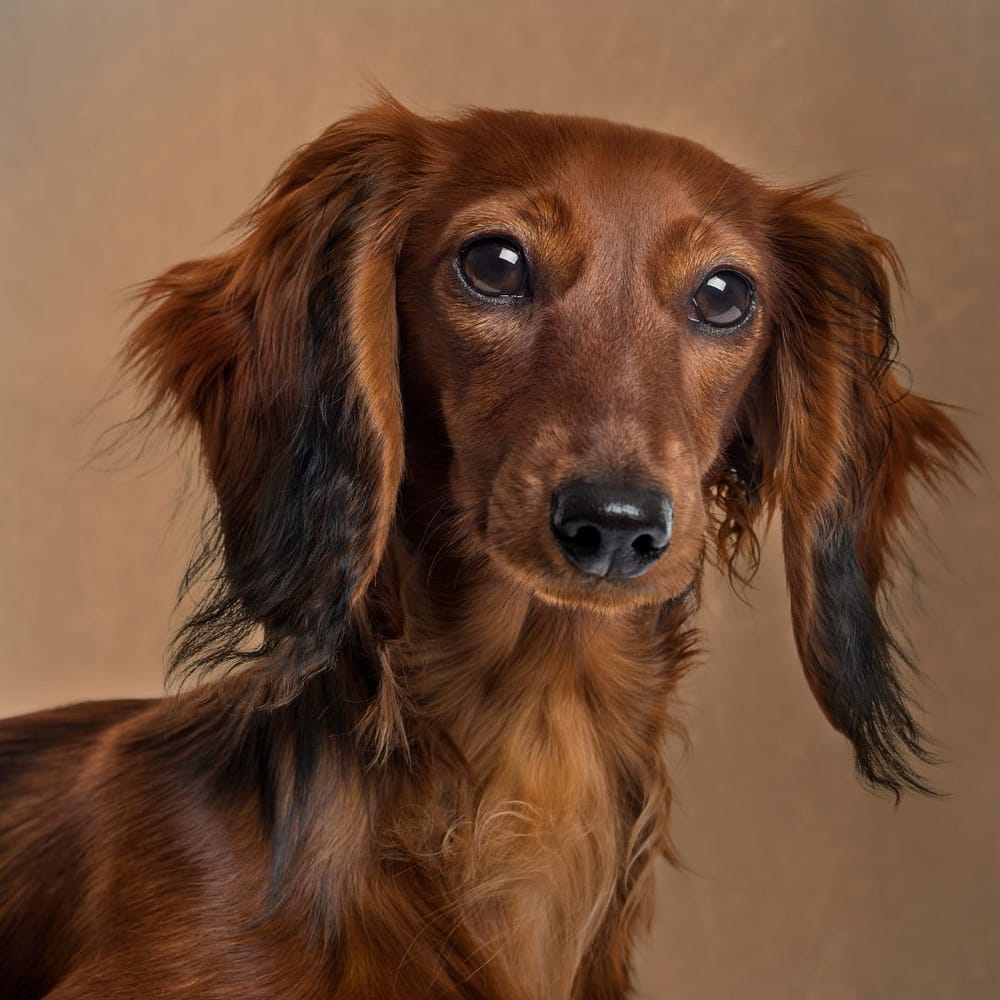 Everything to Know About the Dachshund Dog Breed | Pet Hero