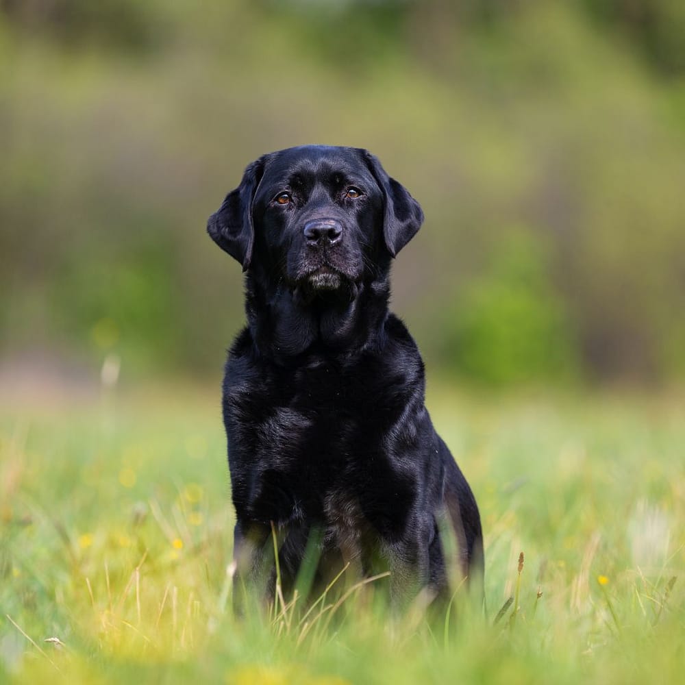 Labrador retriever | Pet Hero