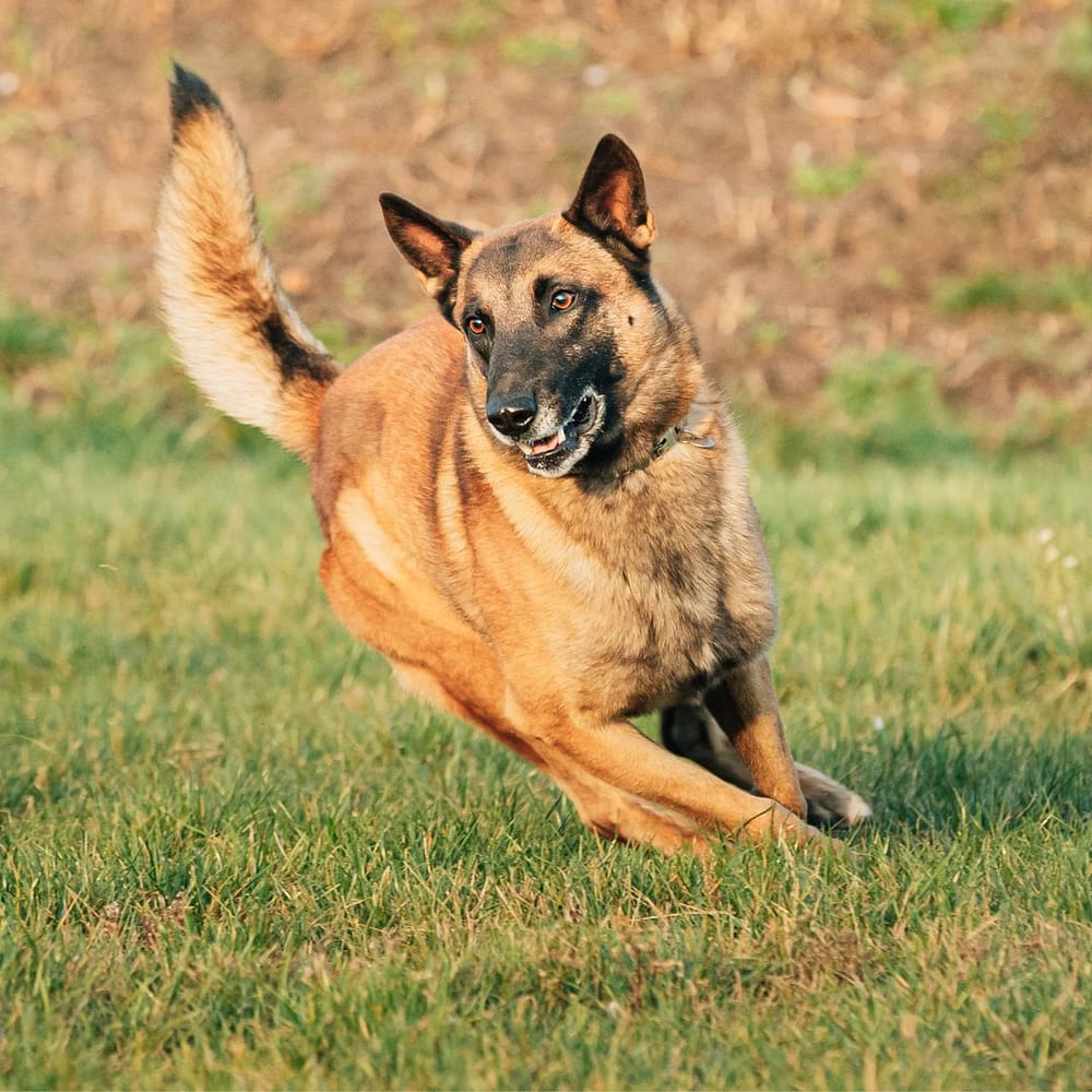 Belgian Malinois Pet Hero
