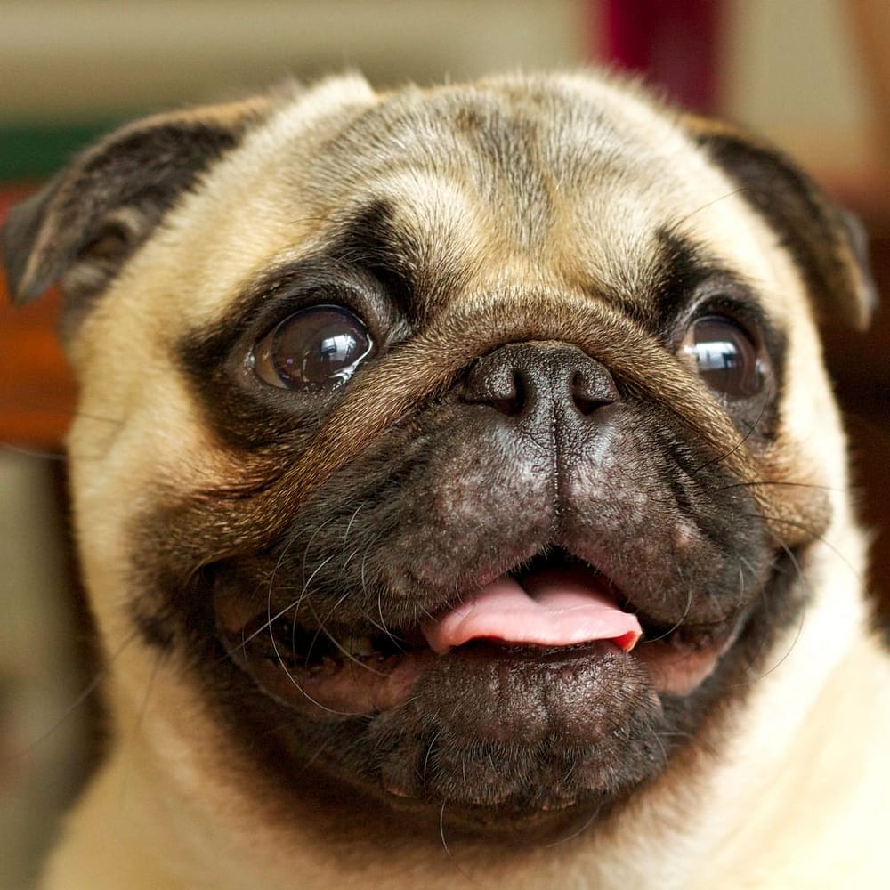 Everything to Know About the Pug Dog Breed | Pet Hero