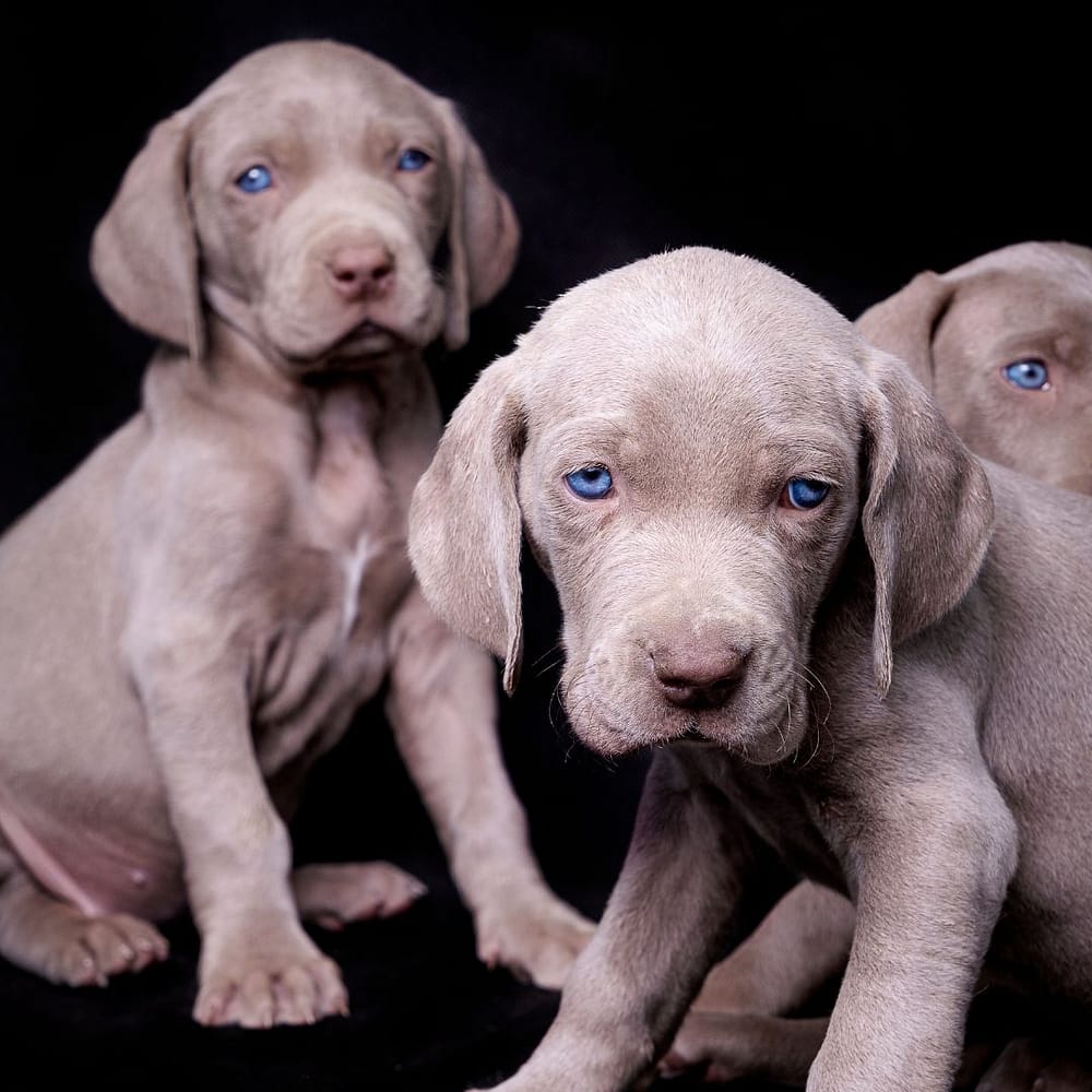 Everything to Know About the Weimaraner Dog Breed | Pet Hero