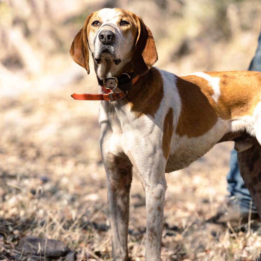 American English Coonhound | Pet Hero