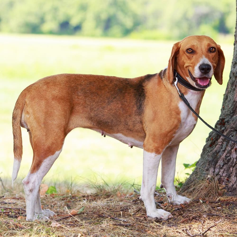 American foxhound | Pet Hero