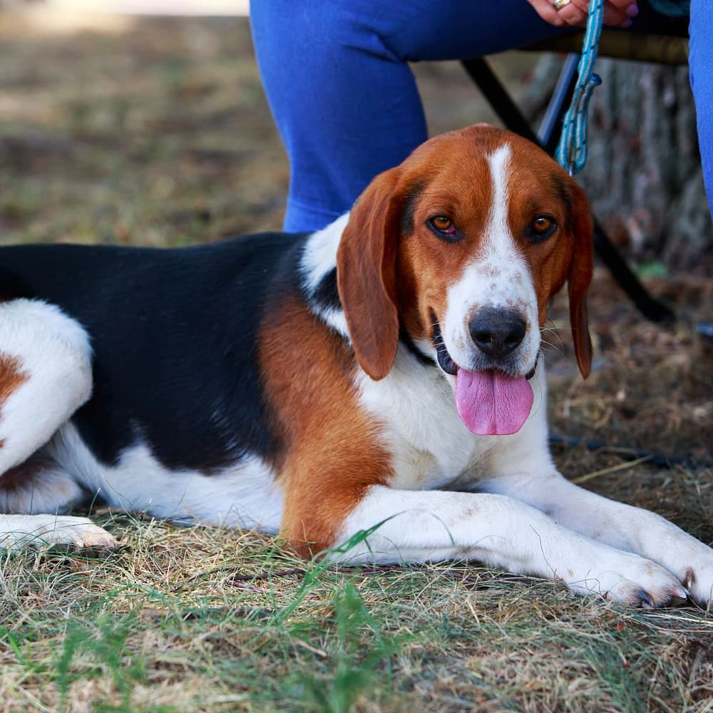 American foxhound | Pet Hero