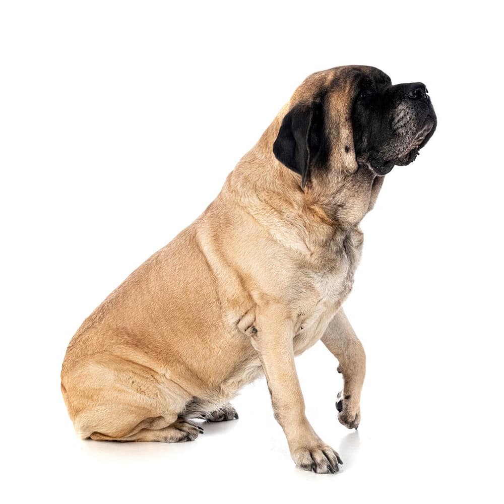 Everything to Know About the English Mastiff Dog Breed | Pet Hero