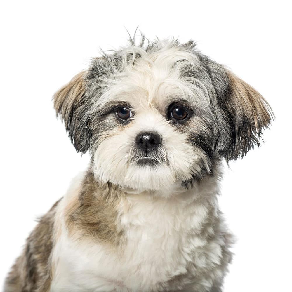 Lhasa Apso | Pet Hero