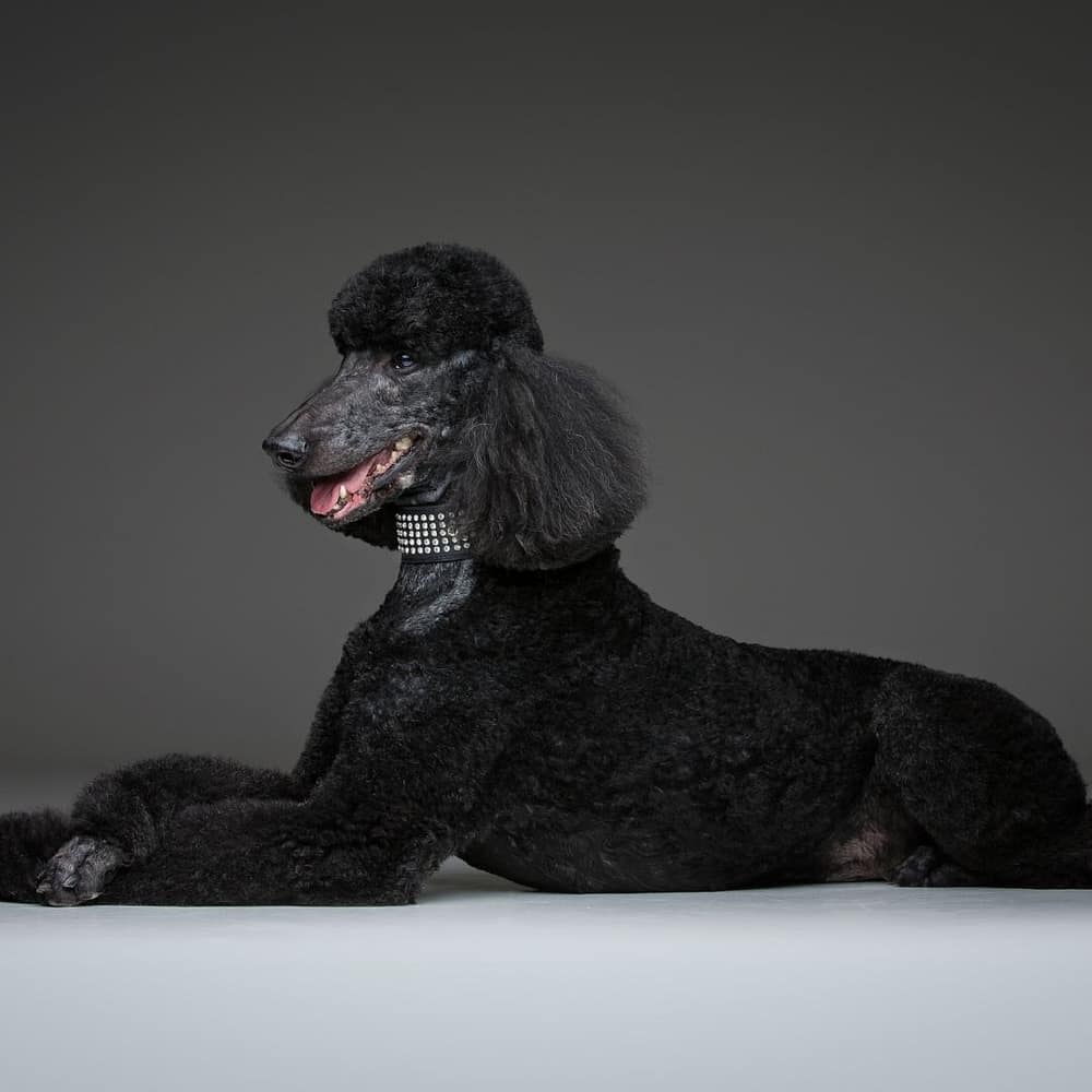 Poodle | Pet Hero