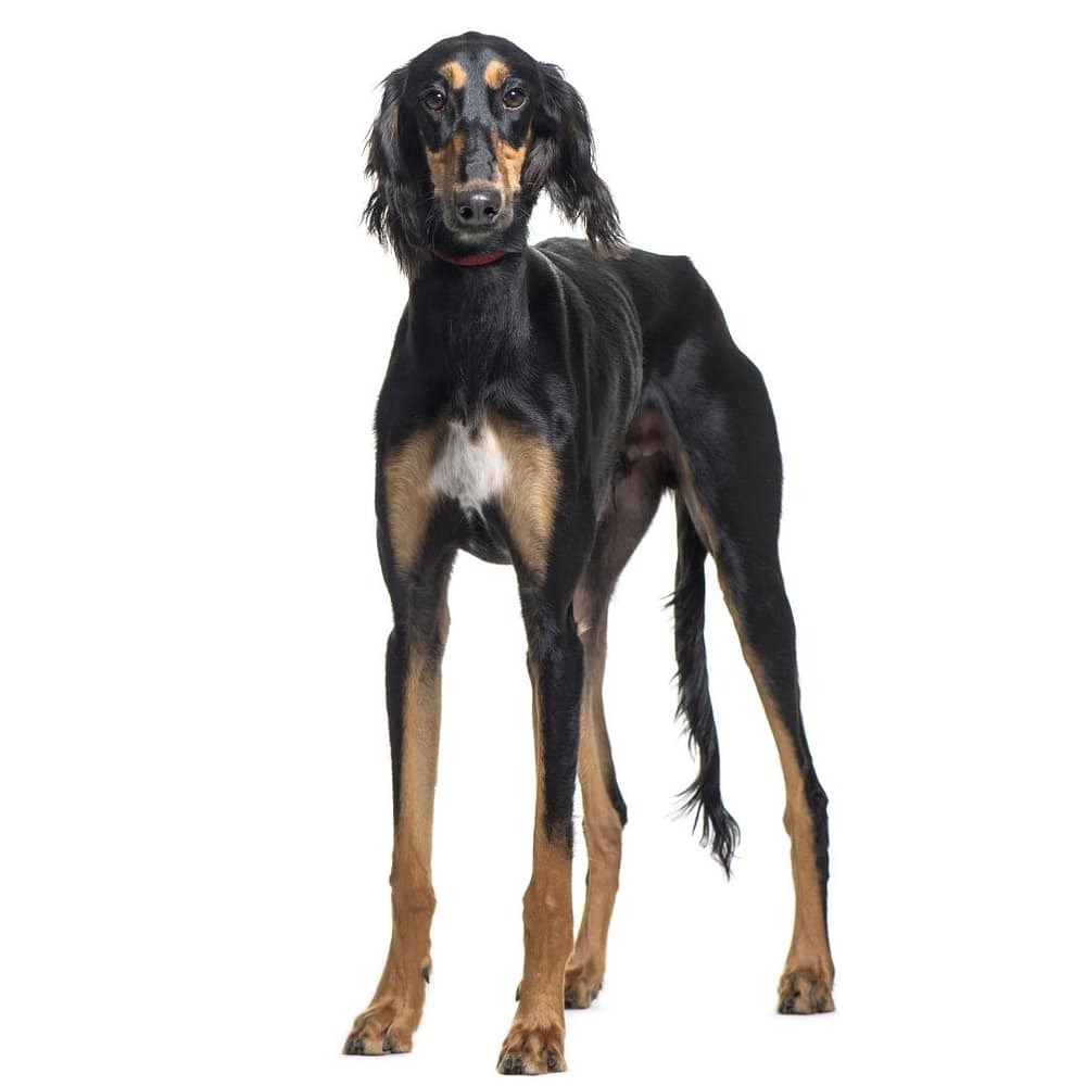 Everything to Know About the Saluki Dog Breed | Pet Hero