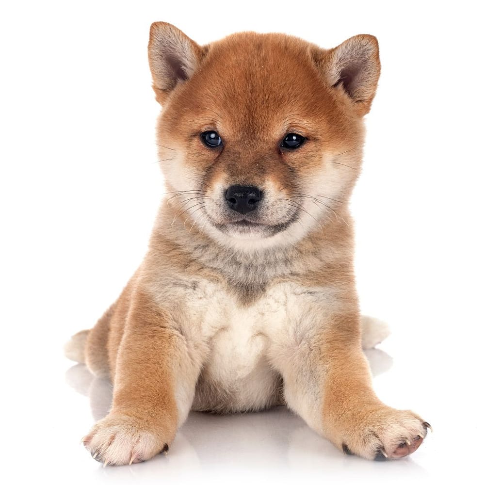 Shiba Inu | Pet Hero
