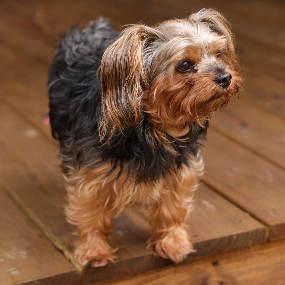 Everything to Know About the Yorkipoo Dog Breed | Pet Hero