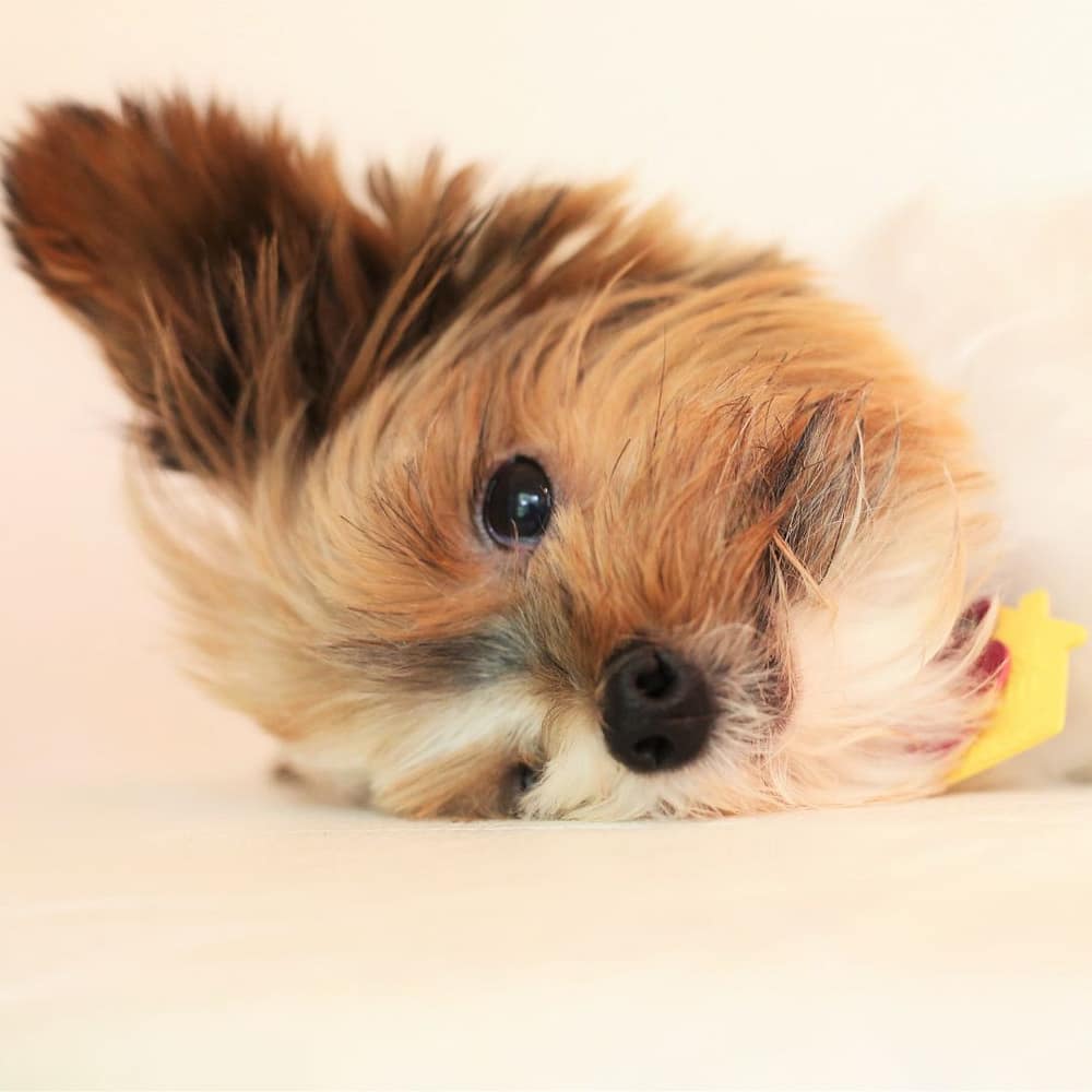 Everything to Know About the Biewer Terrier Dog Breed | Pet Hero