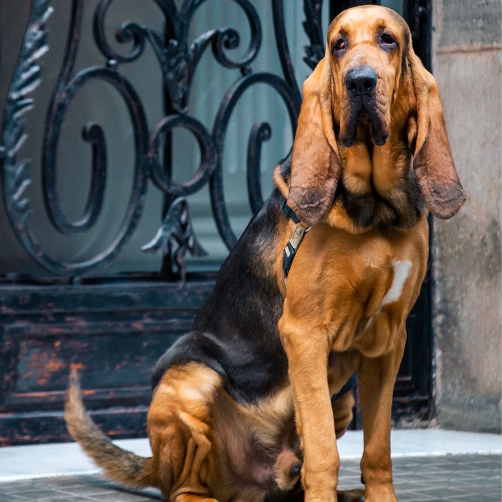 Everything to Know About the Bloodhound Dog Breed | Pet Hero