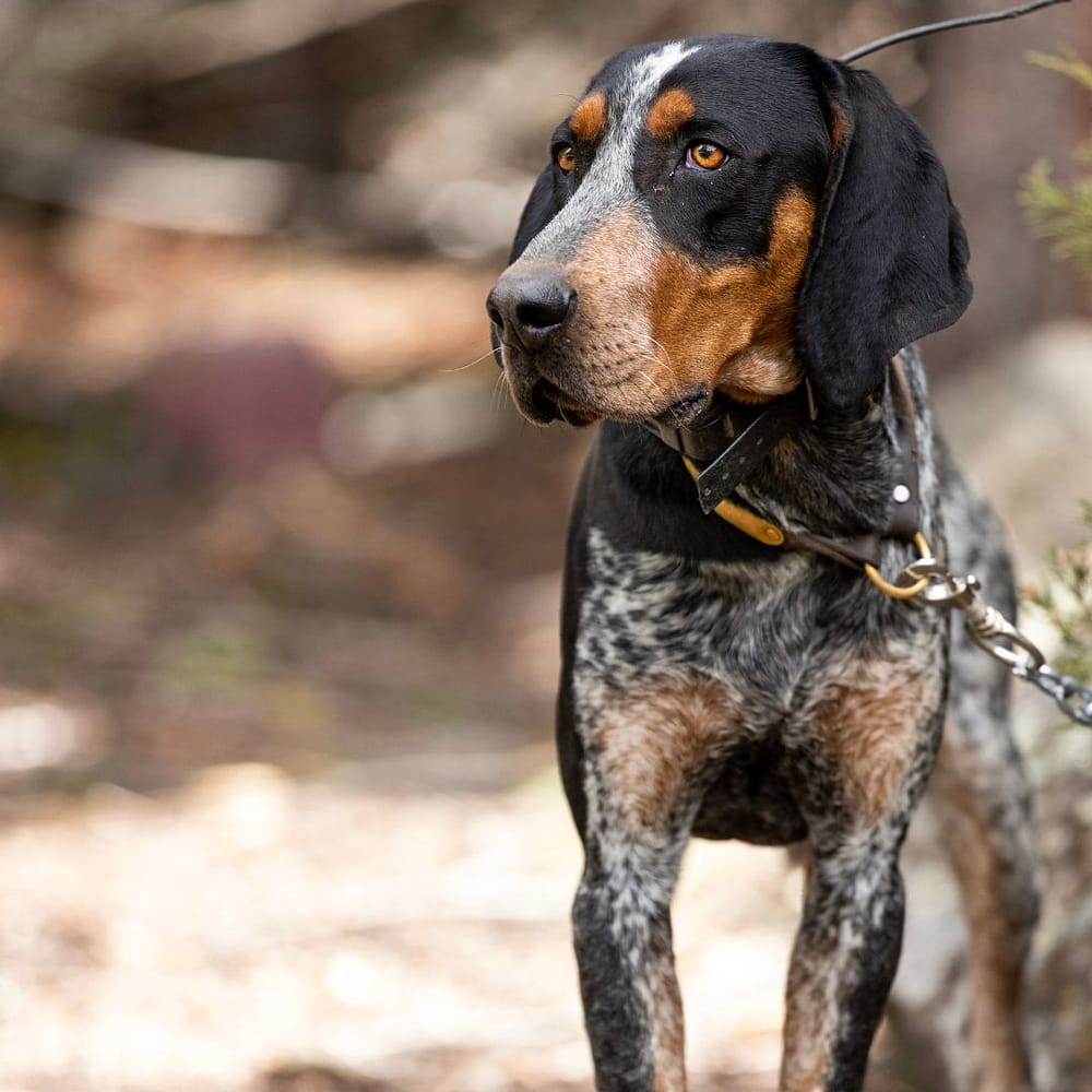 Everything to Know About the Bluetick Coonhound Dog Breed | Pet Hero