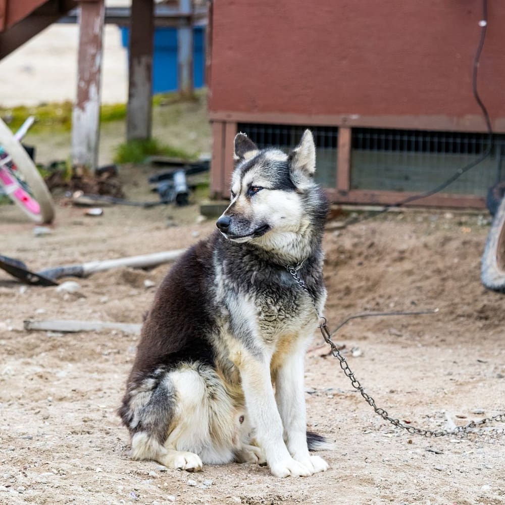 Canadian Eskimo/Inuit Dog | Pet Hero