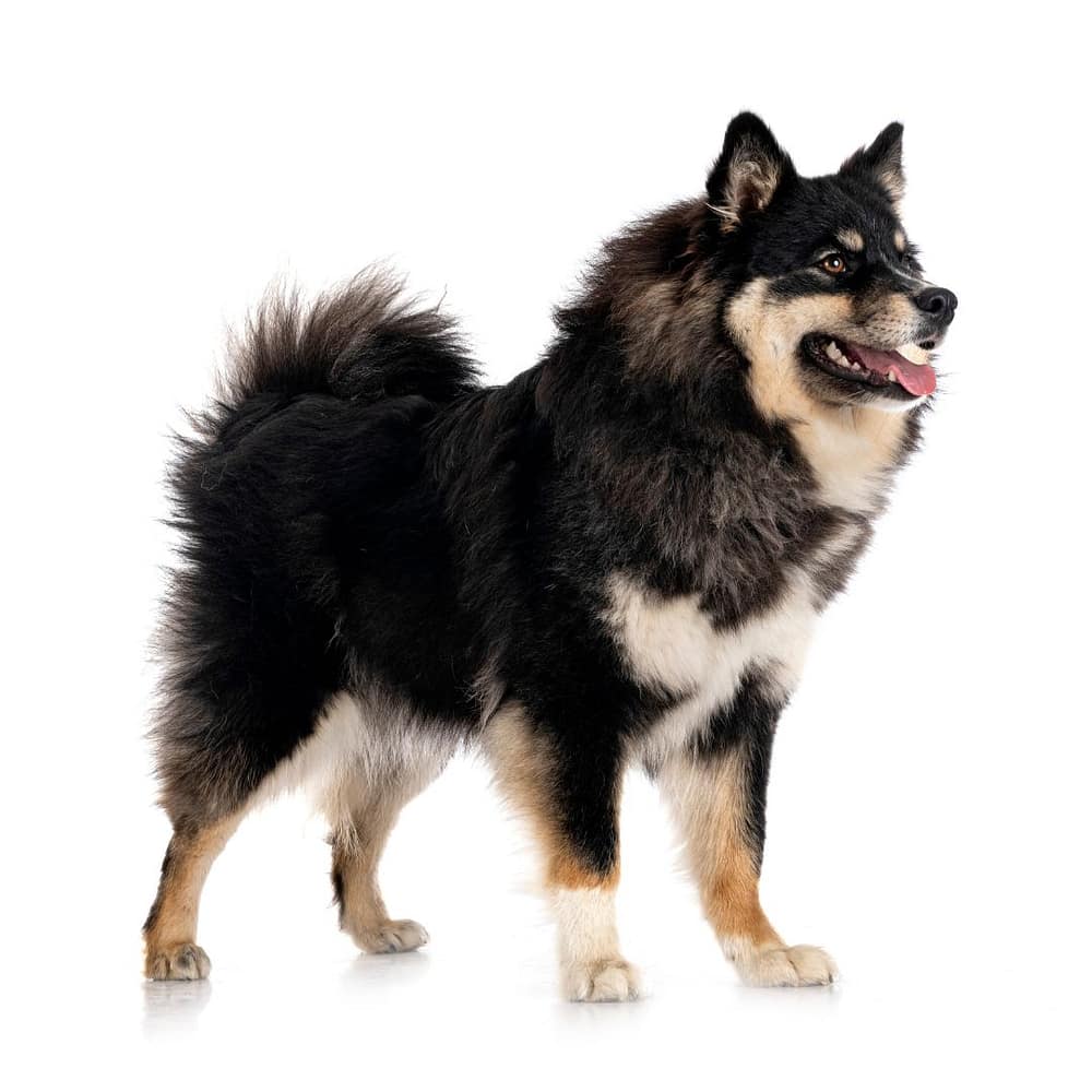 Finnish Lapponian dog | Pet Hero