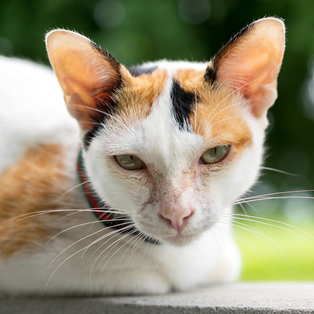 Everything to Know About the Asian Cat Breed | Pet Hero