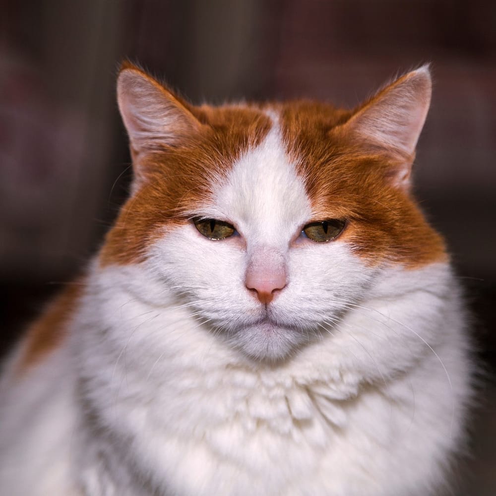 Turkish Van | Pet Hero