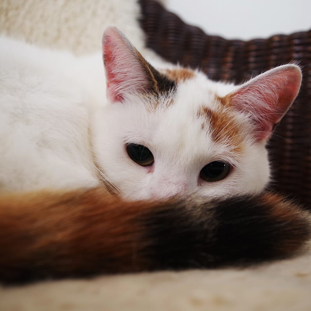 Turkish Van | Pet Hero