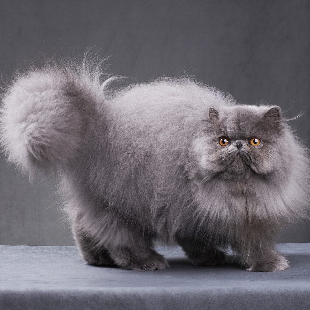 Persian cat | Pet Hero