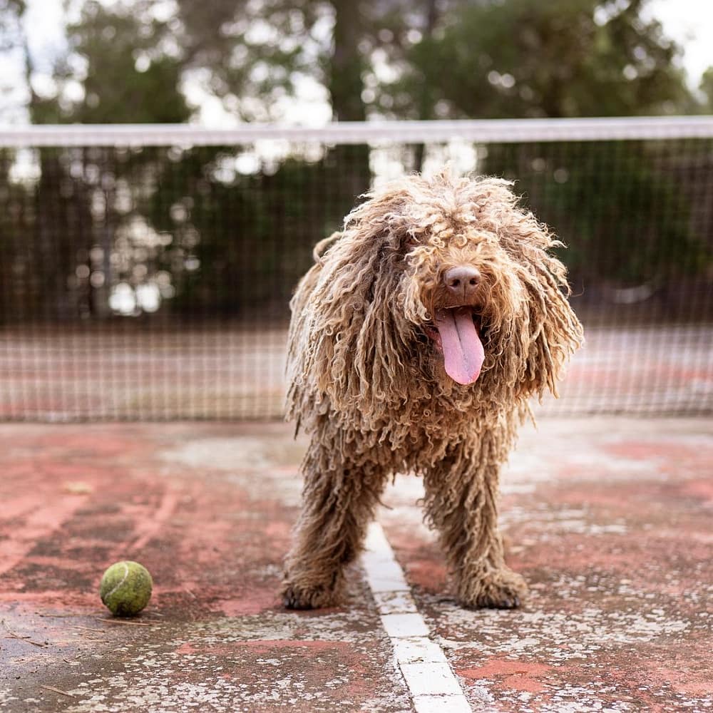 Everything to Know About the Komodor Dog Breed | Pet Hero