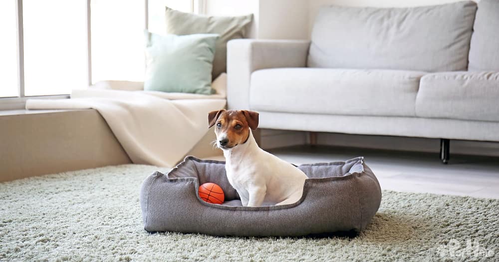 This Is Everything You Need For A Dog To Live In Your Home | Pet Hero
