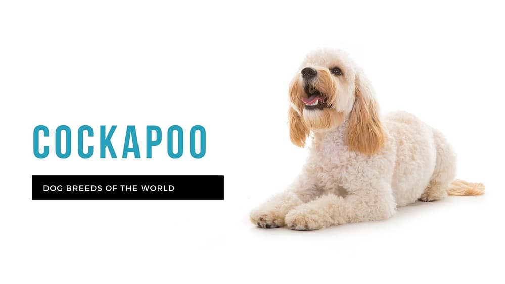 Cockapoo | Pet Hero