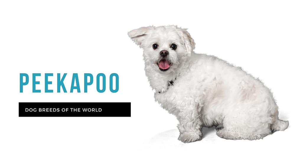Peekapoo | Pet Hero