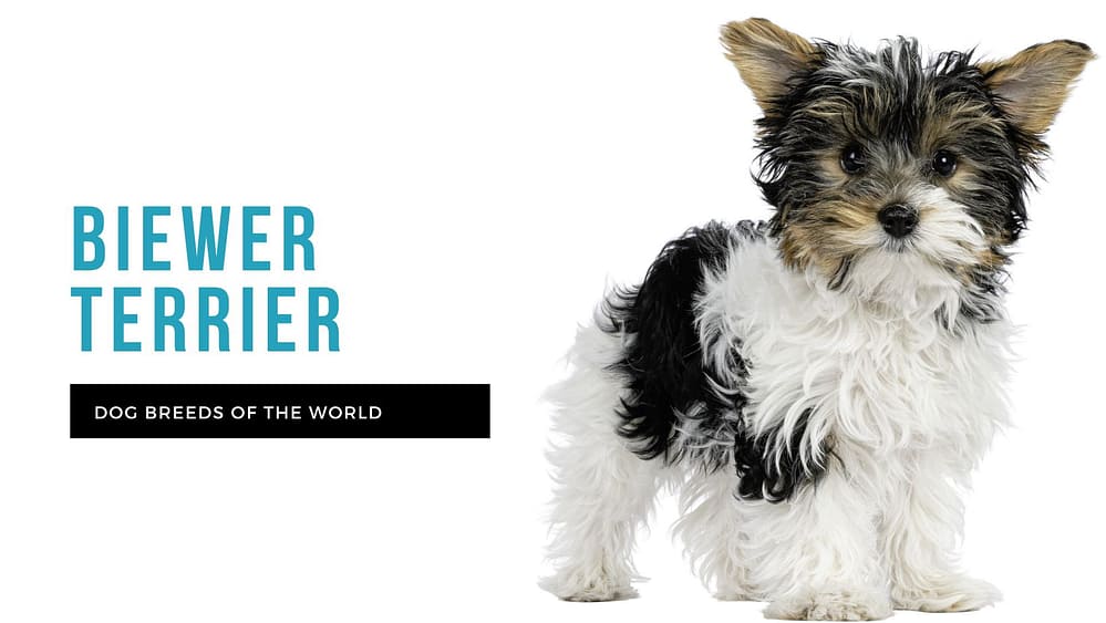 Everything to Know About the Biewer Terrier Dog Breed | Pet Hero