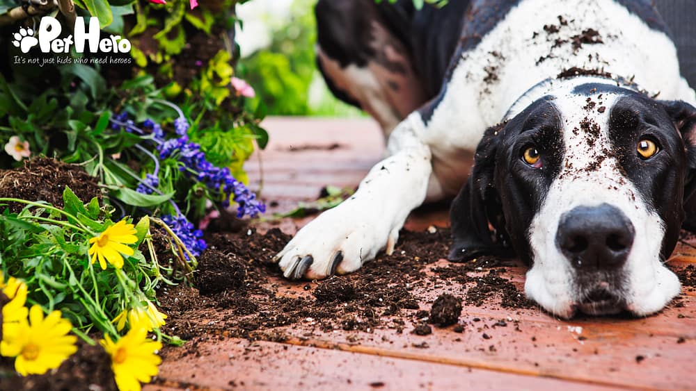 Why Do Dogs Dig Holes And How To Stop Them Digging In The Garden | Pet Hero
