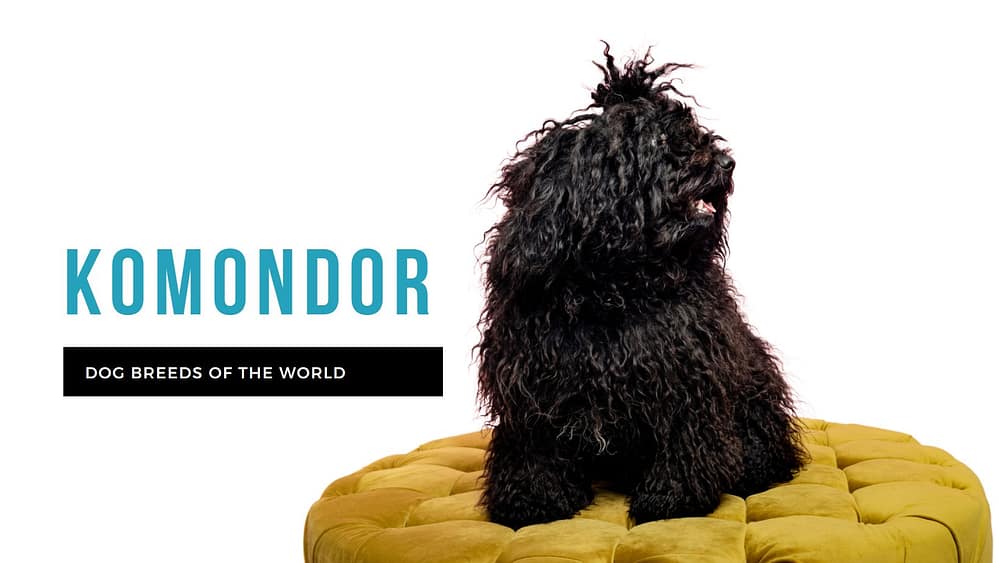 Everything to Know About the Komodor Dog Breed | Pet Hero