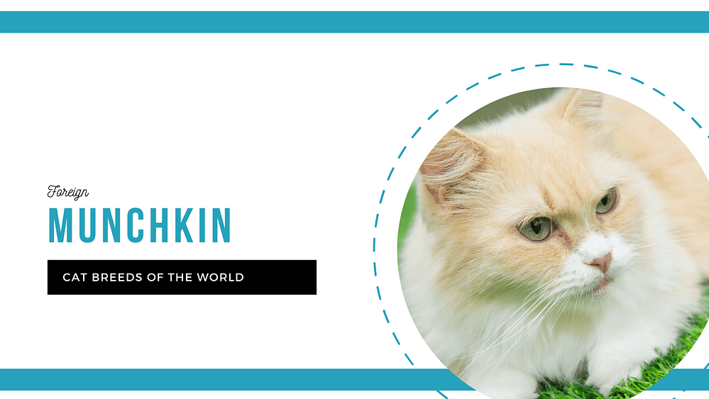 Munchkin | Pet Hero
