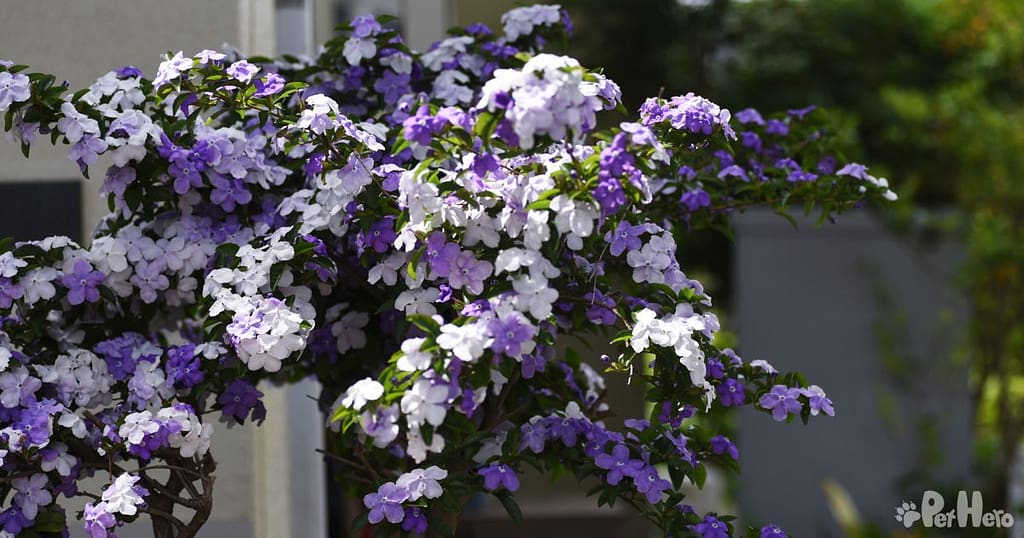 Protect Your Pet From These Poisonous Plants | Pet Hero