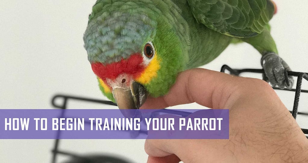 First-time Bird Owner - What You Should Know | Pet Hero