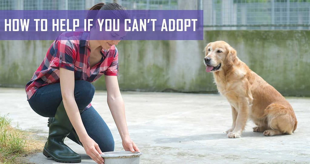 What To Consider Before Adopting A Pet | Pet Hero