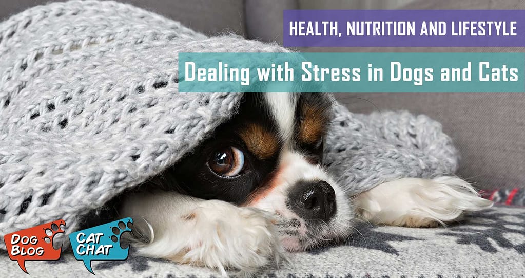 Dealing With Stress In Dogs And Cats | Pet Hero