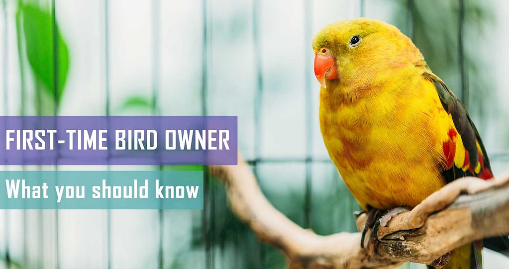 First-time Bird Owner - What You Should Know | Pet Hero