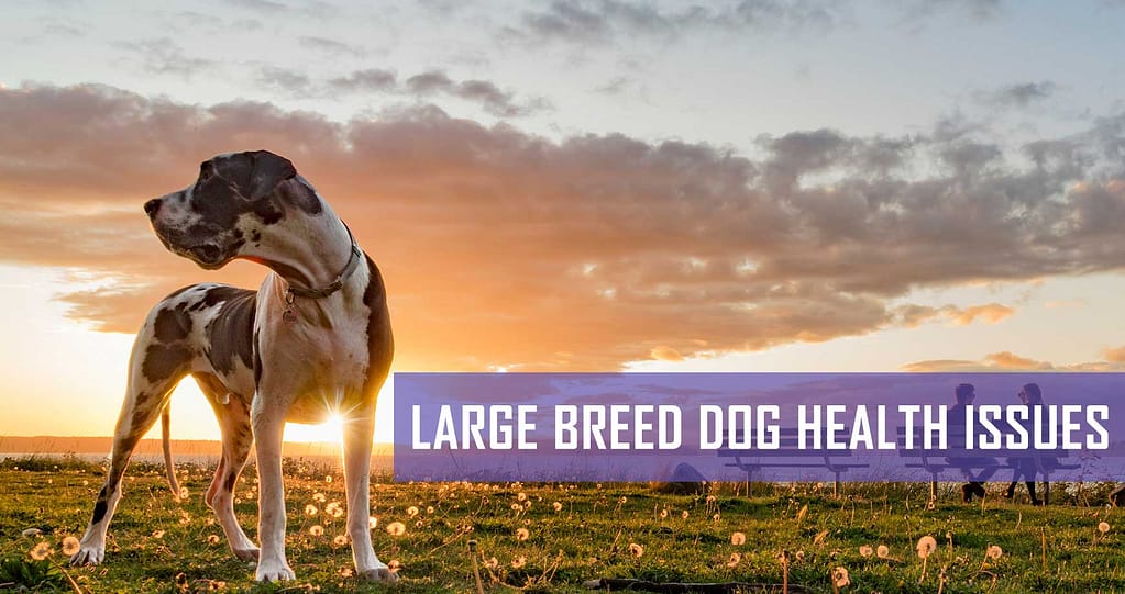 Symptoms And Treatment Of Kennel Cough | Pet Hero