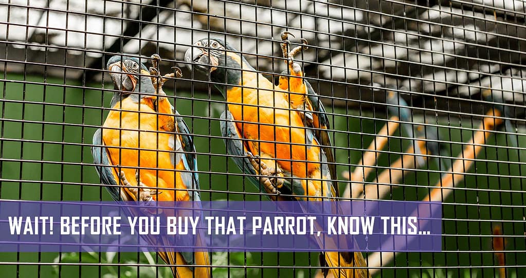 First-time Bird Owner - What You Should Know | Pet Hero