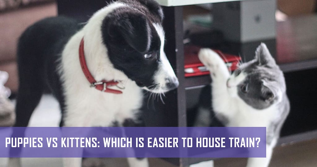 Puppy Starter Kit Checklist: What You Need For A New Puppy | Pet Hero