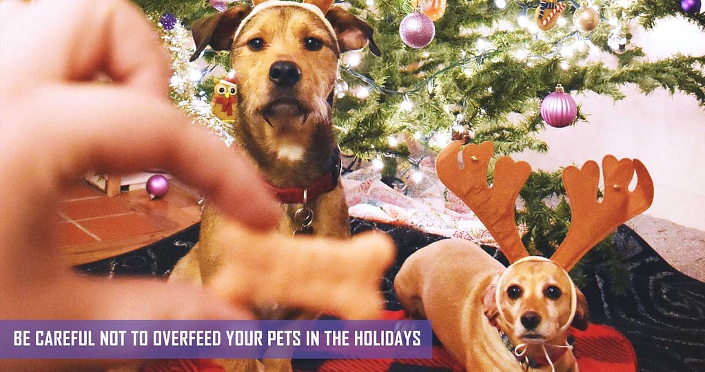 Cat Training - Teaching Your Feline How To Sit | Pet Hero