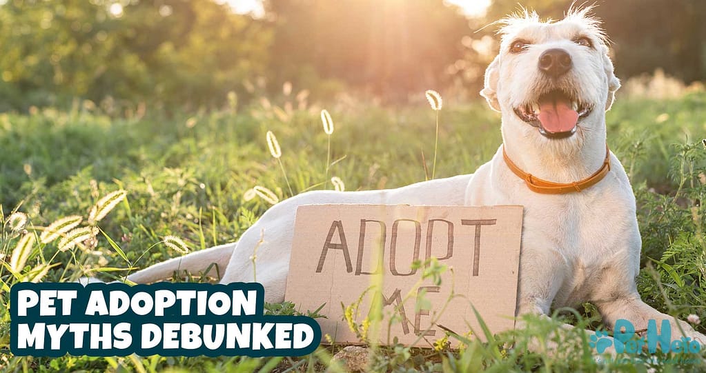 The Pet Adoption Process | Pet Hero