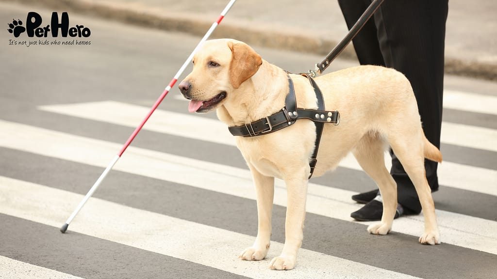 Guide dogs for the blind and visually impaired | Pet Hero