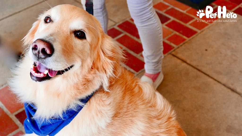 Guide dogs for the blind and visually impaired | Pet Hero