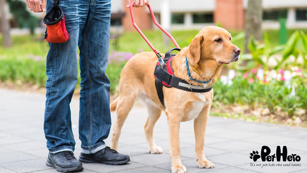 Guide dogs for the blind and visually impaired | Pet Hero