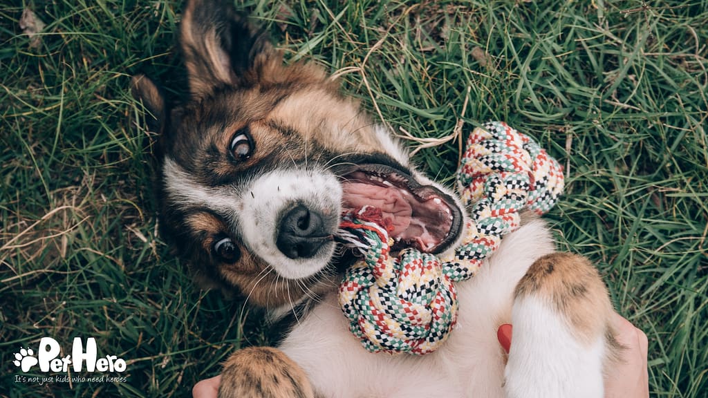 DIY - making your own dog toys | Pet Hero