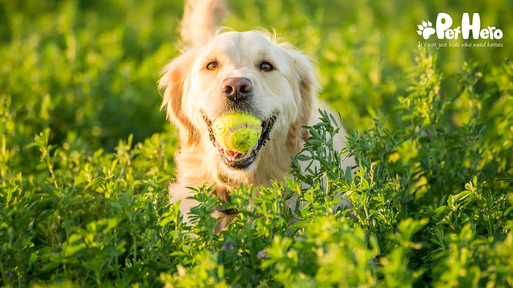 Golden Retriever breed - Facts and traits | Pet Hero