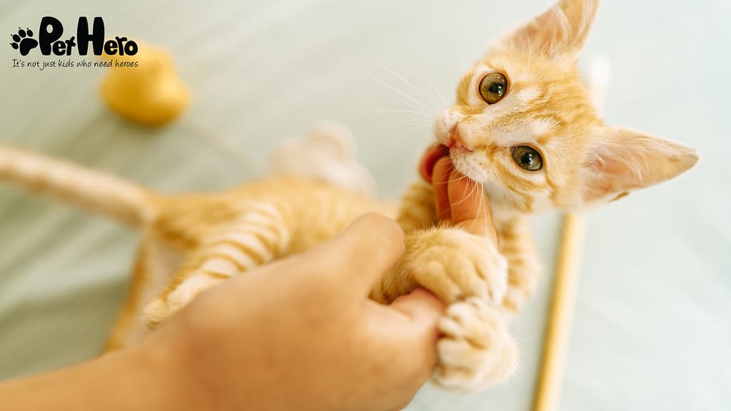 Kitten teething - What to do | Pet Hero
