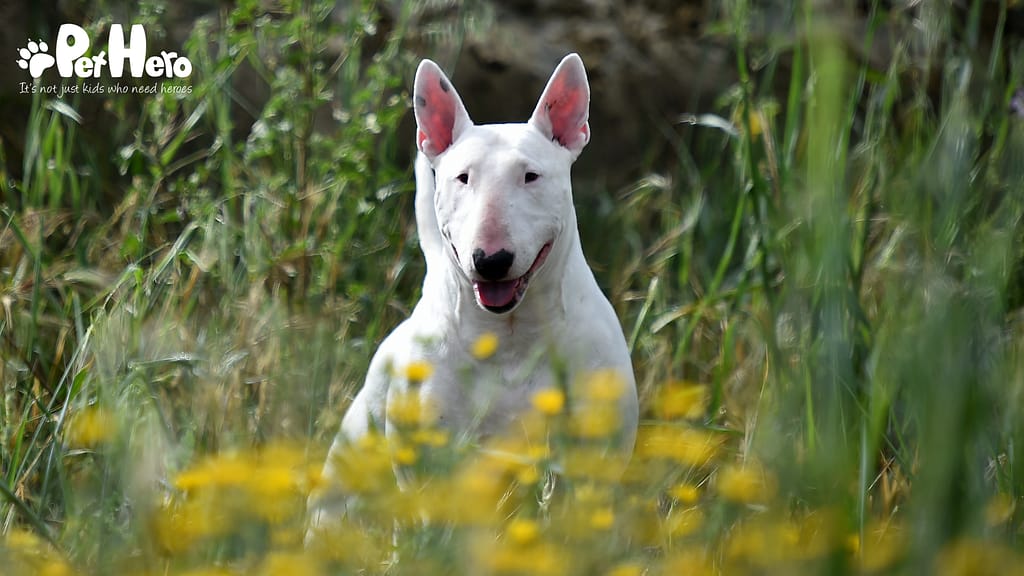 Bull Terrier breed - Facts and traits | Pet Hero