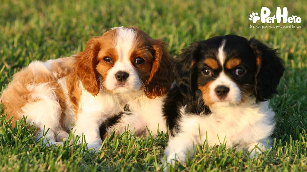 Golden Retriever breed - Facts and traits | Pet Hero